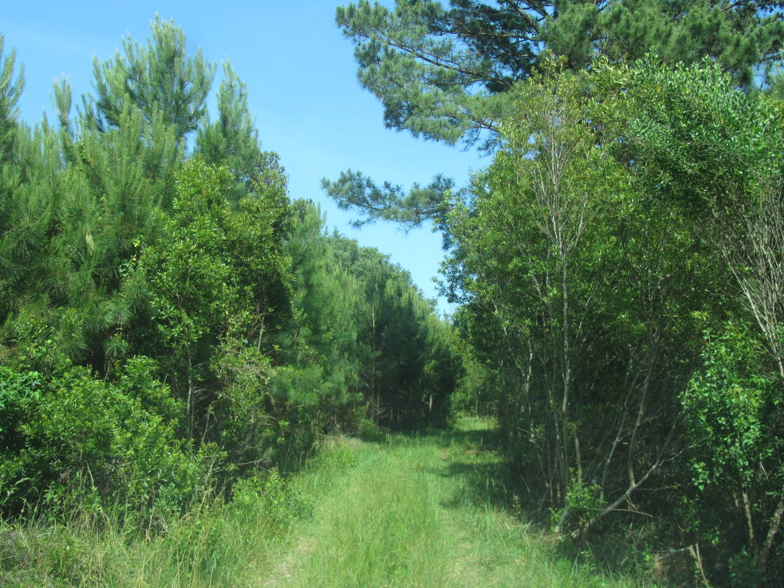 Locations Hub - Awendaw Future Park Site - Clearings