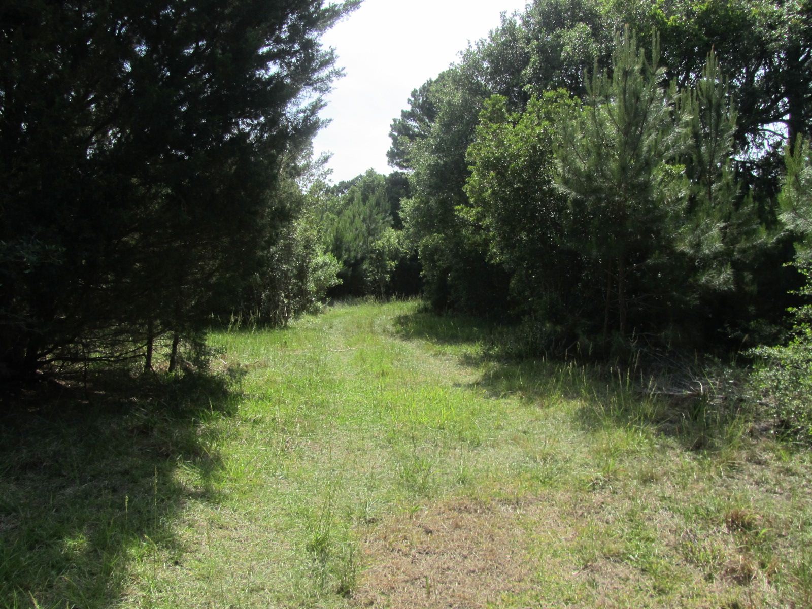 Locations Hub - Awendaw Future Park Site - Clearings