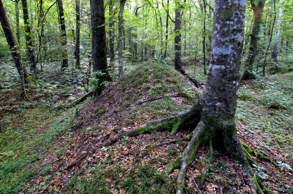 Locations Hub - Broxton Bridge Plantation