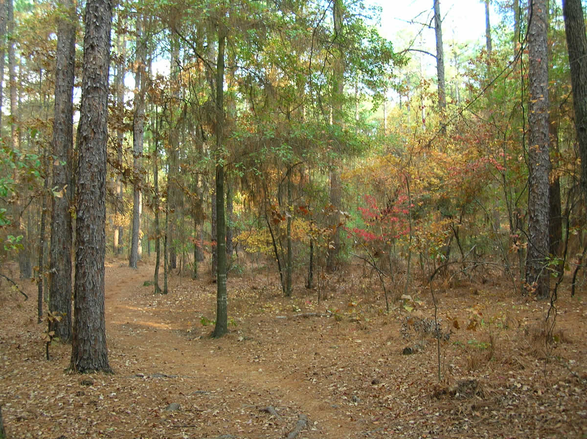 Locations Hub - Harbison State Forest