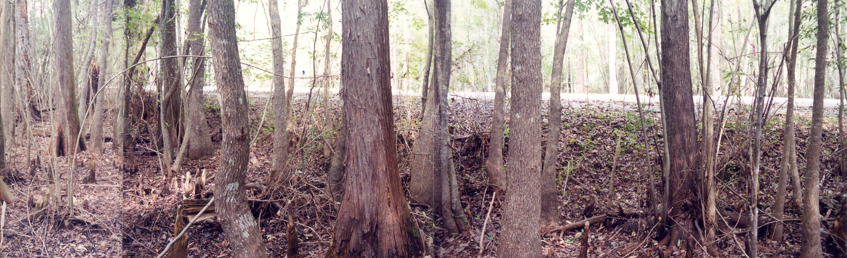 Locations Hub - Pocotaligo Swamp and Nature Walk