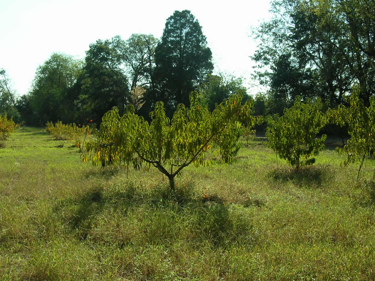 Locations Hub - Harmon Tree Farm