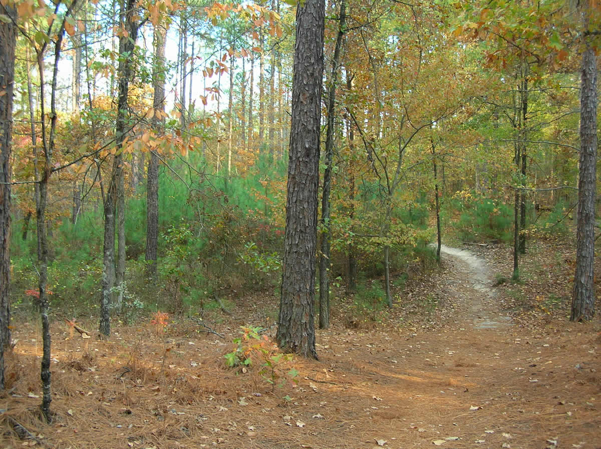 Locations Hub - Harbison State Forest