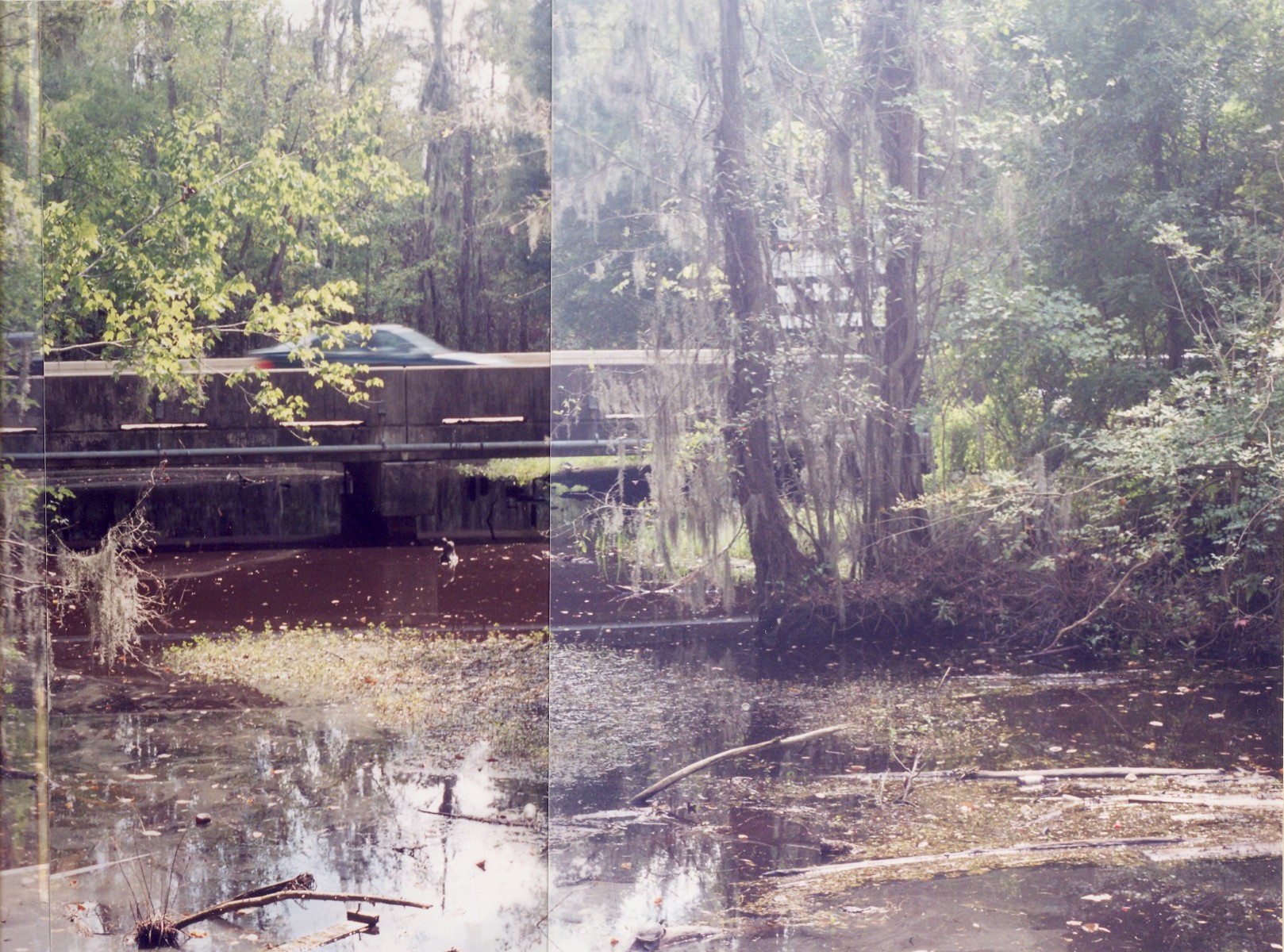 Locations Hub - Pocotaligo Swamp and Nature Walk