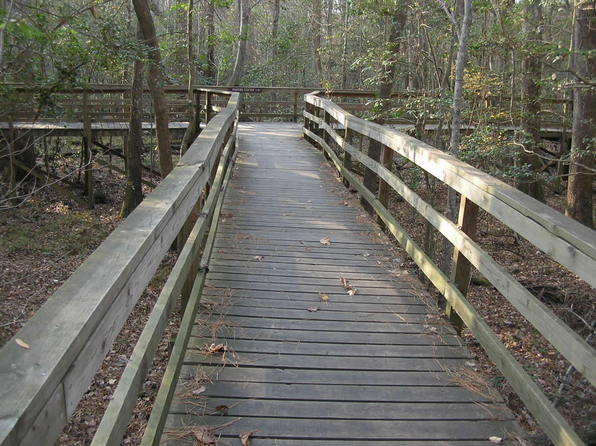 Locations Hub - Congaree Swamp National Monument