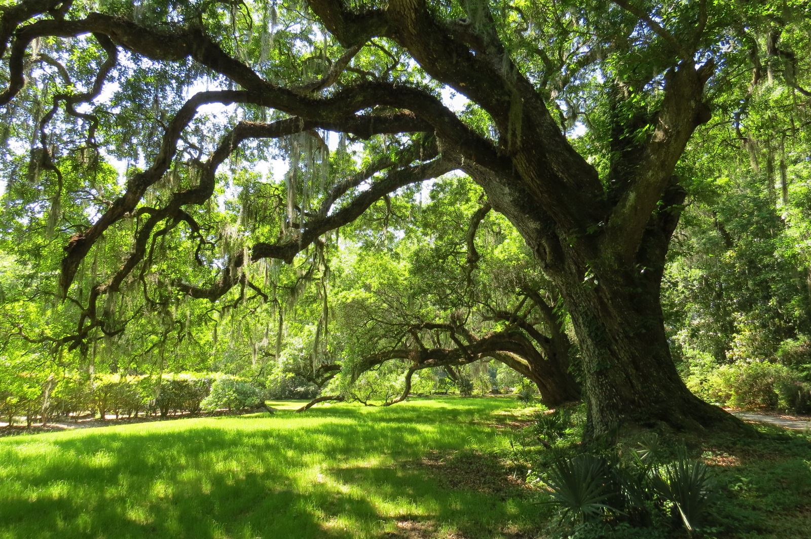 Locations Hub - Magnolia Plantation & Gardens MAY LOOKS - Around the ...