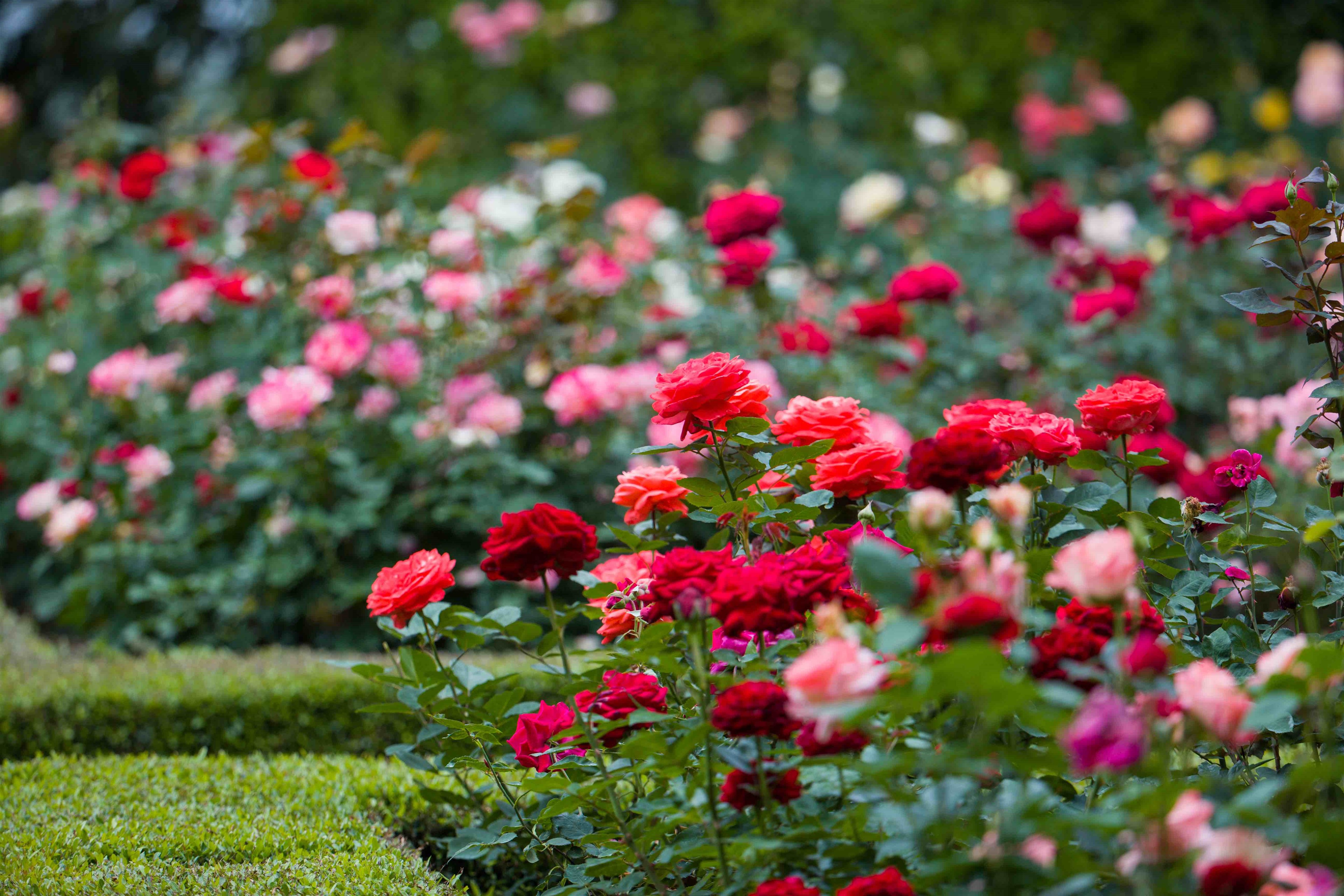 Locations Hub - Furman University - Janie E Furman Rose Garden