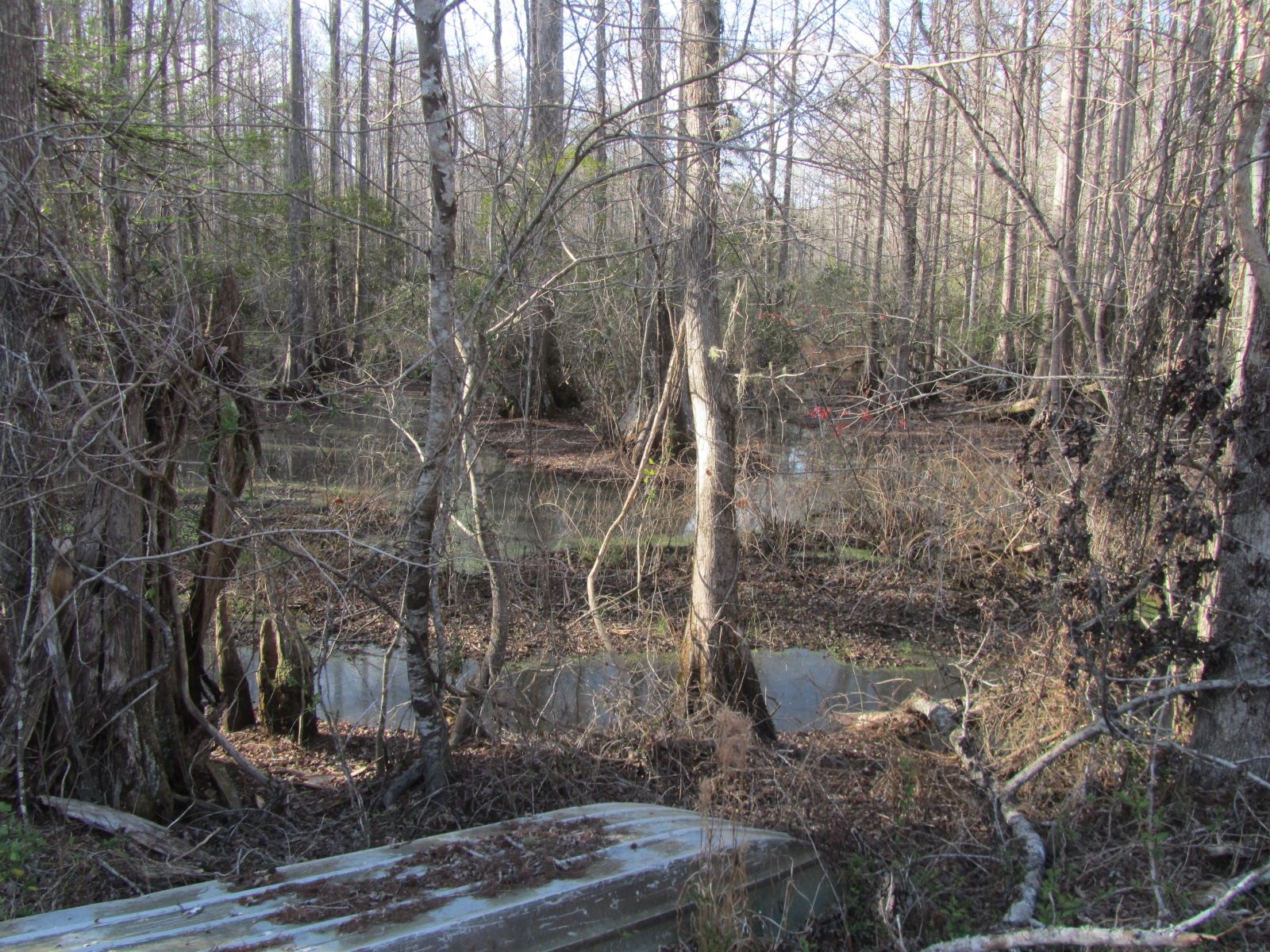 Locations Hub - Fairlawn Plantation Swamp - Area 4