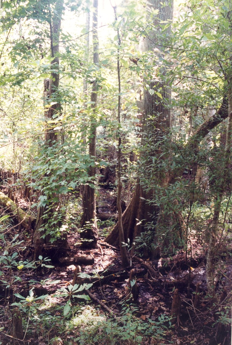 Locations Hub - Pocotaligo Swamp and Nature Walk