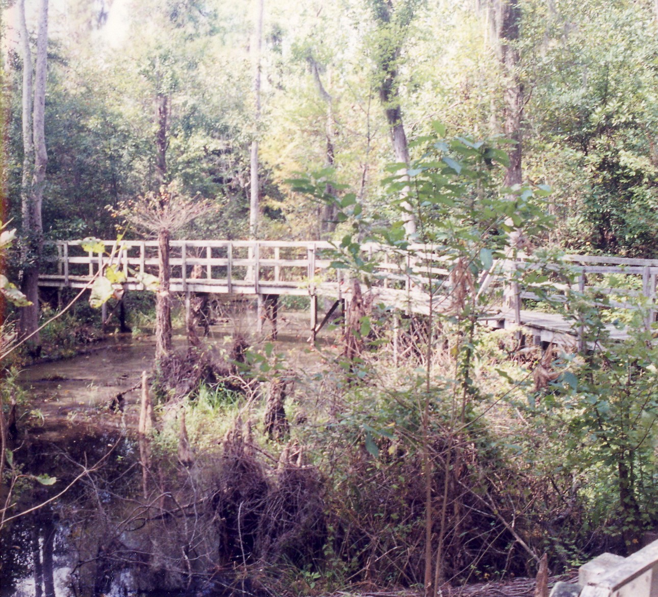Locations Hub - Pocotaligo Swamp and Nature Walk