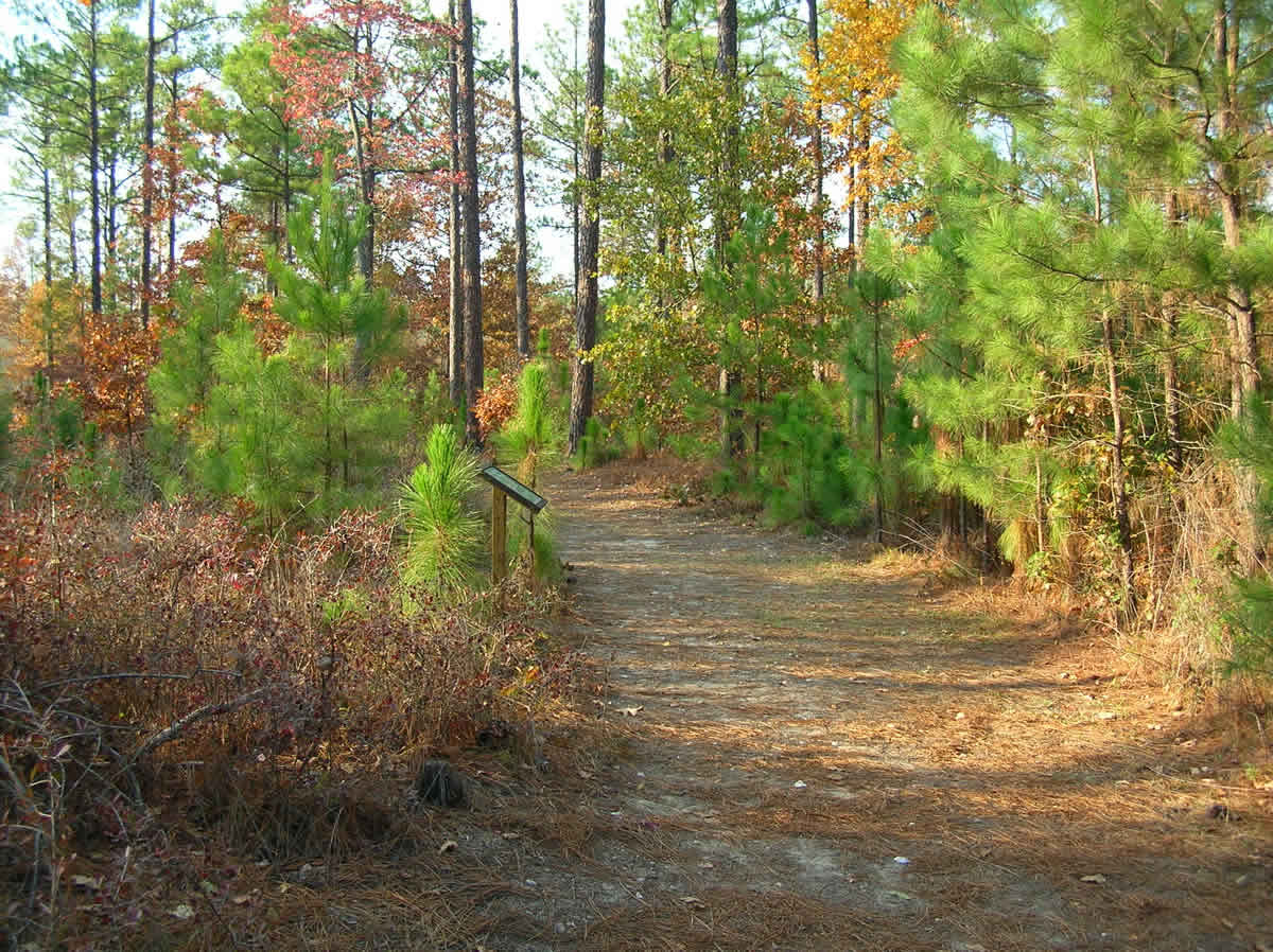 Locations Hub - Harbison State Forest