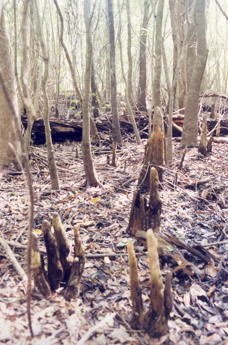 Locations Hub - Pocotaligo Swamp and Nature Walk