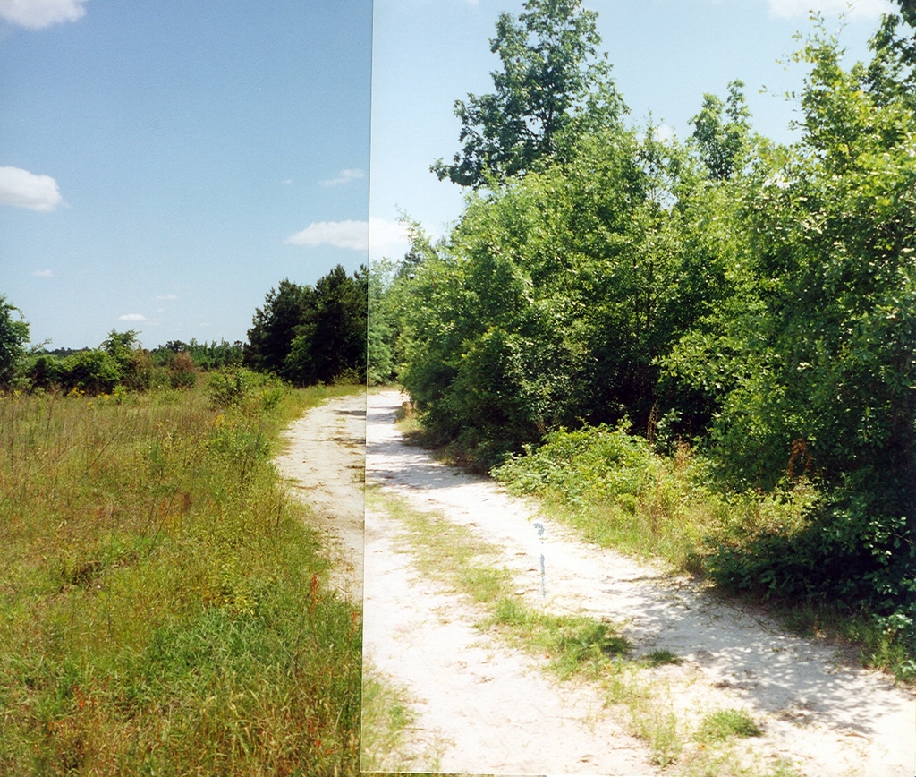 Locations Hub - Whitehaven Plantation