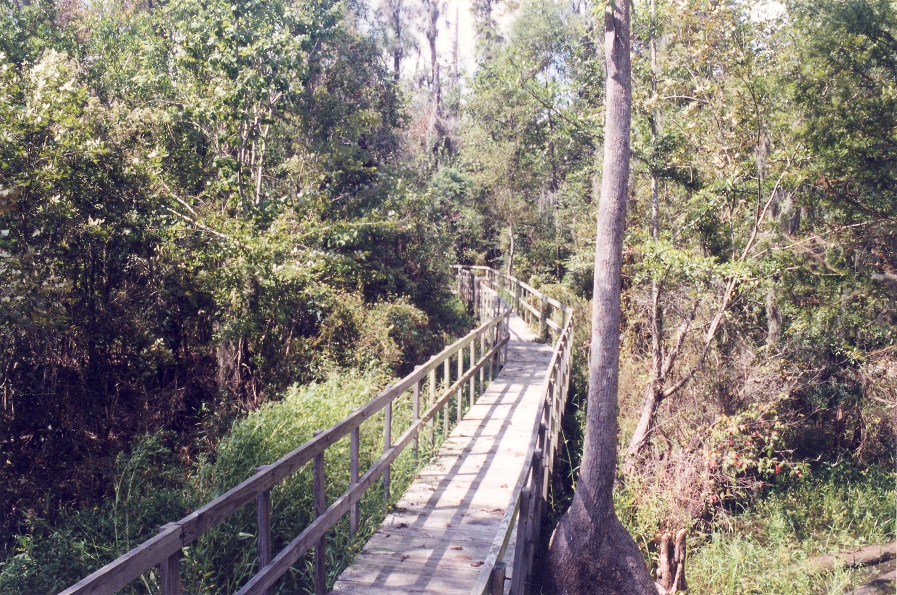 Locations Hub - Pocotaligo Swamp and Nature Walk