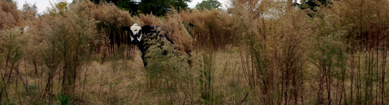 Locations Hub - Slann Island Plantation