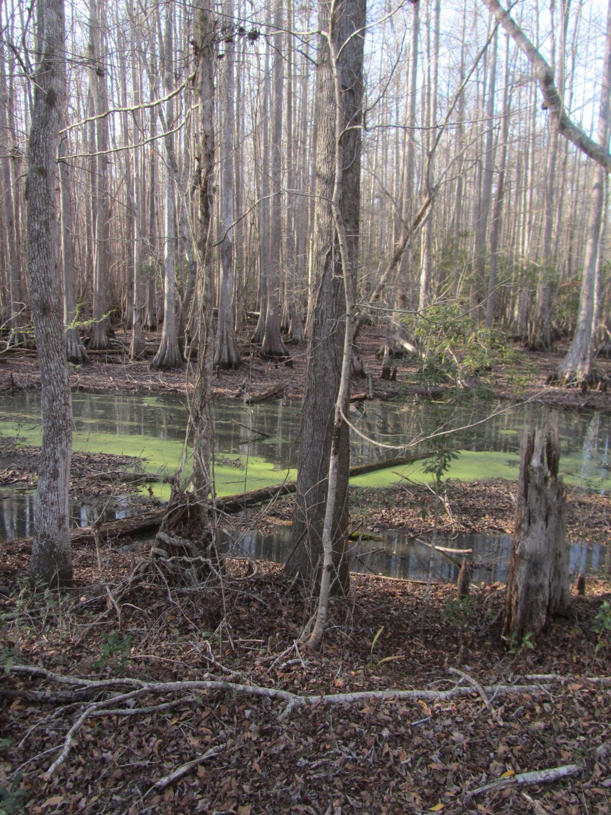 Locations Hub - Fairlawn Plantation Swamp - Area 4