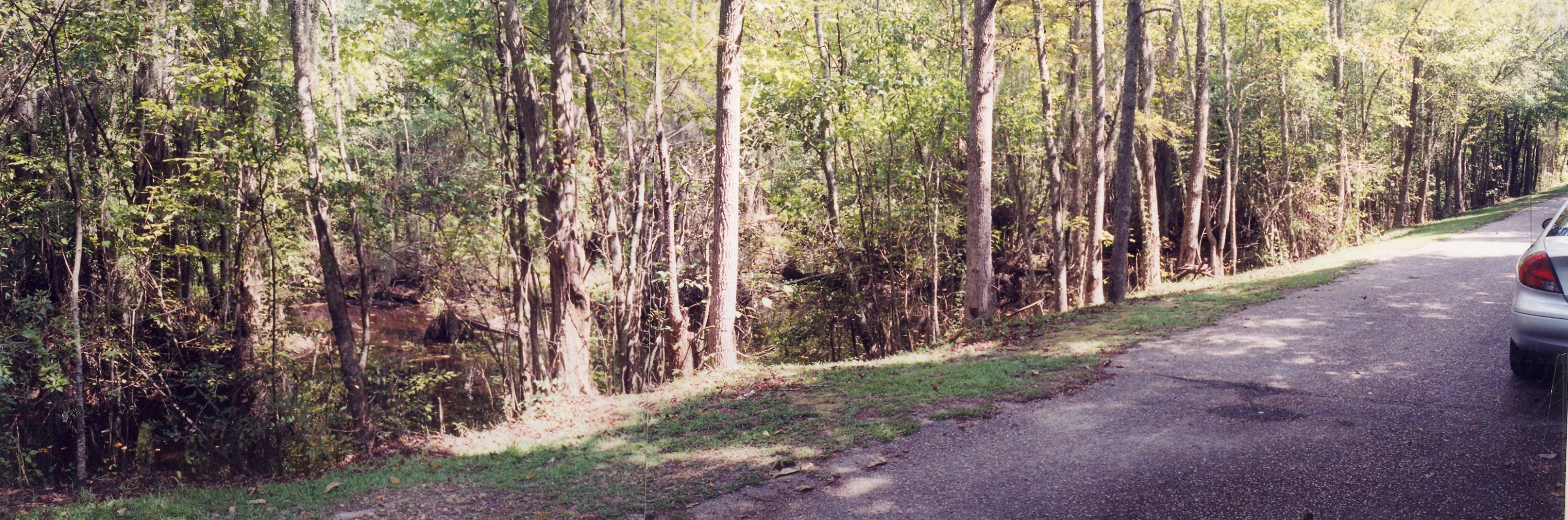 Locations Hub - Pocotaligo Swamp and Nature Walk