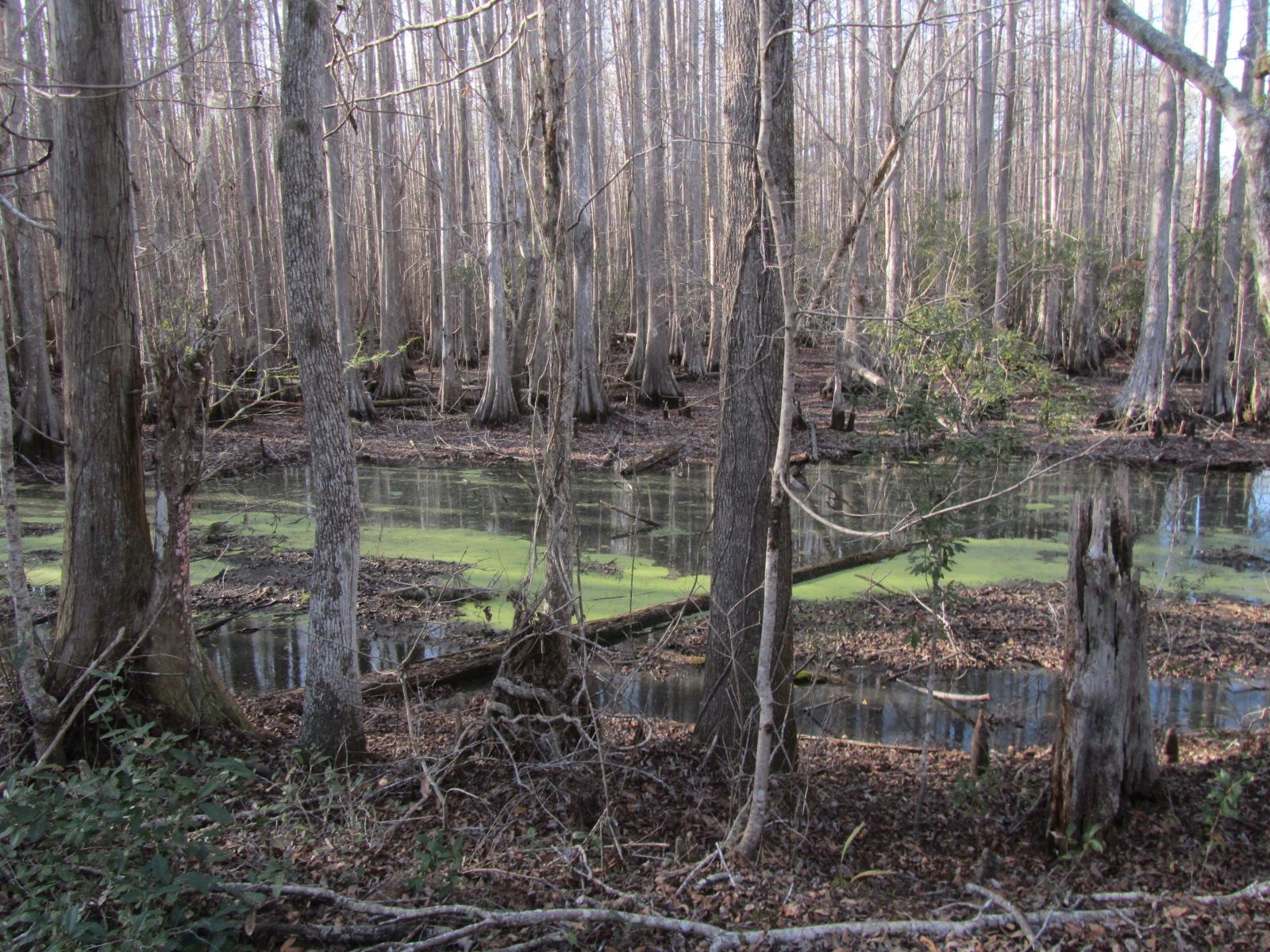 Locations Hub - Fairlawn Plantation Swamp - Area 4