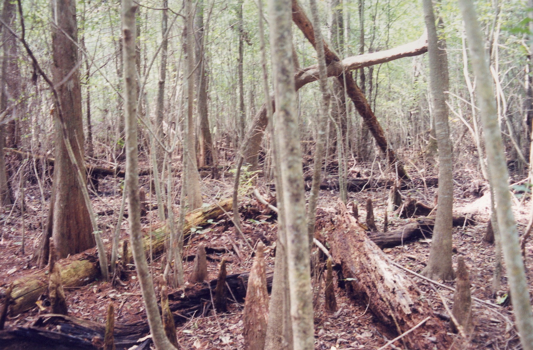 Locations Hub - Pocotaligo Swamp and Nature Walk