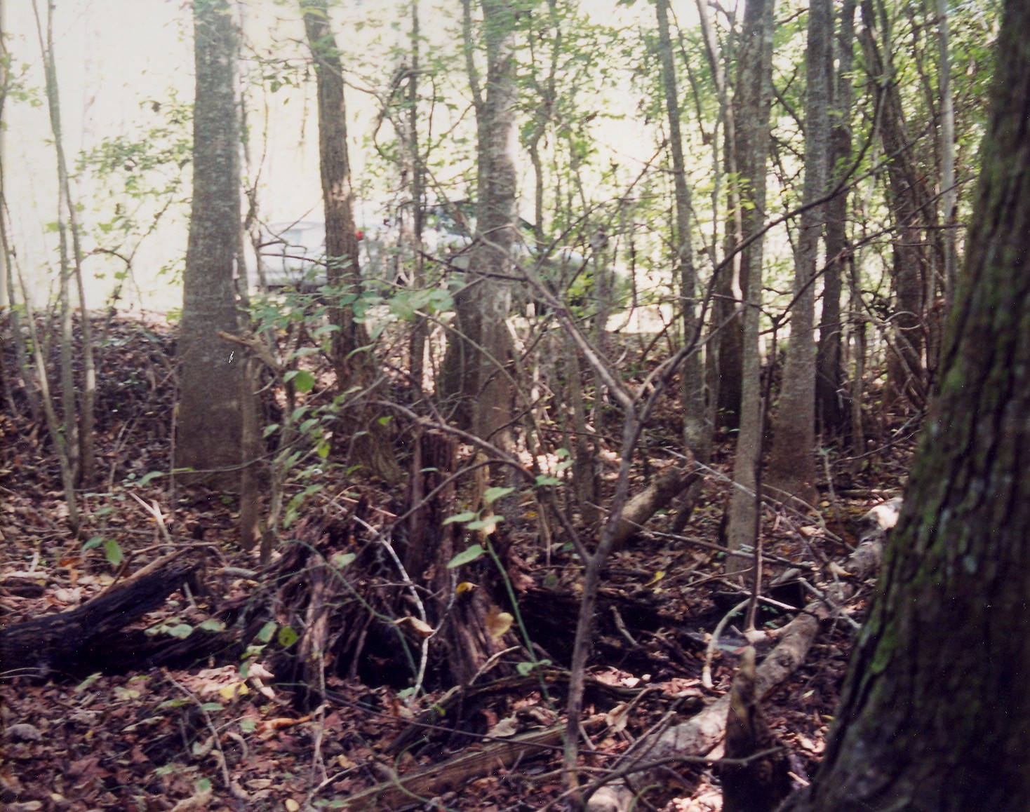 Locations Hub - Pocotaligo Swamp and Nature Walk