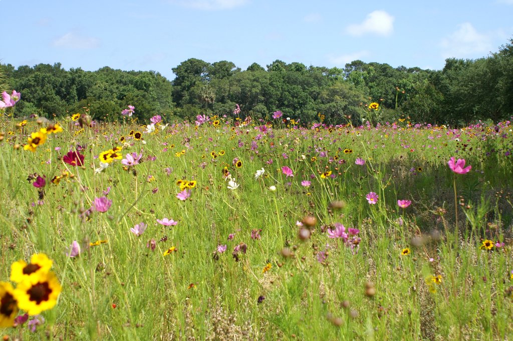 Locations Hub - Seabrook Island - Wildflowers in July